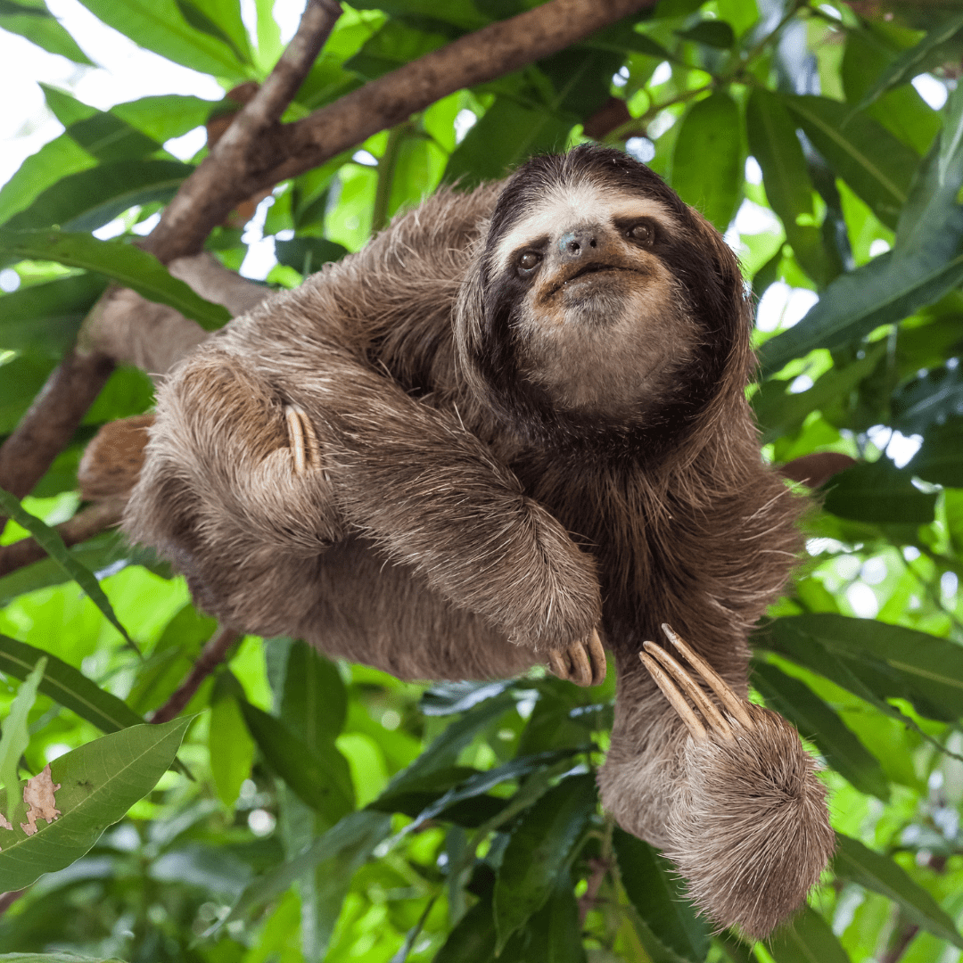 CABLE CAR + SLOTH SANCTUARY - LDS Global Adventures